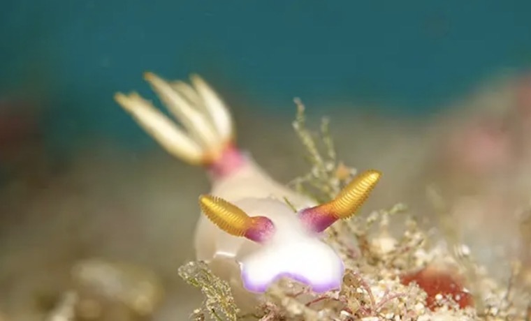 Leap Scuba Amami | TCD MUSEUM