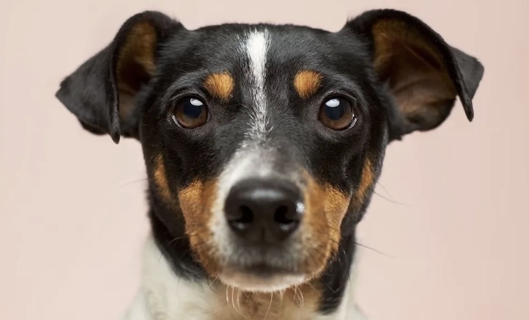 Catalog gifts exclusively for dogs and pets – Gift Palette Official ...