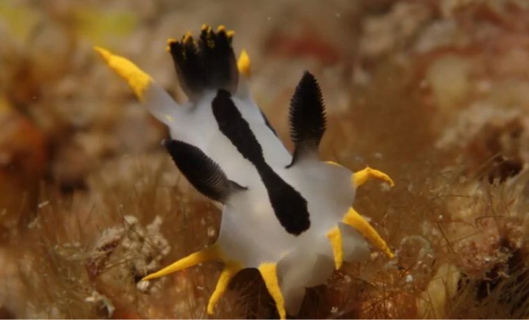 Sea Slugs of Amami Oshima | TCD MUSEUM